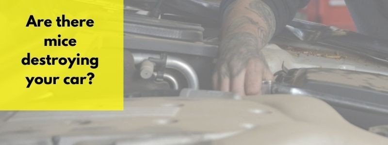 Mice destroying your car? - Intune Automotive Centre